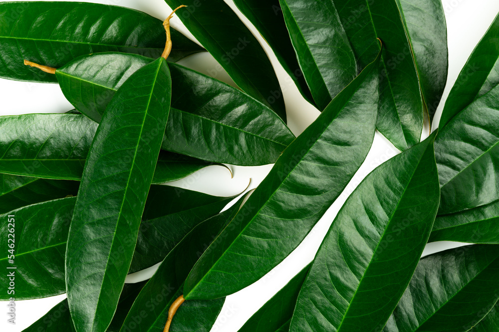 Fresh durian leave isolated on white background, green leaves durian ...