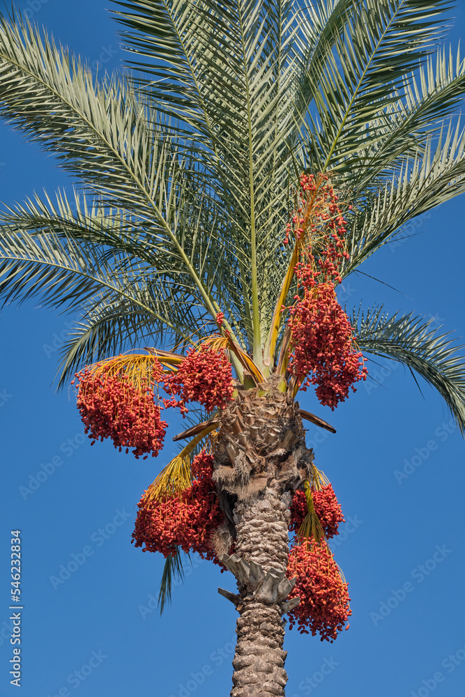 Dates On A Date Palm Tree Stock Photo | Adobe Stock