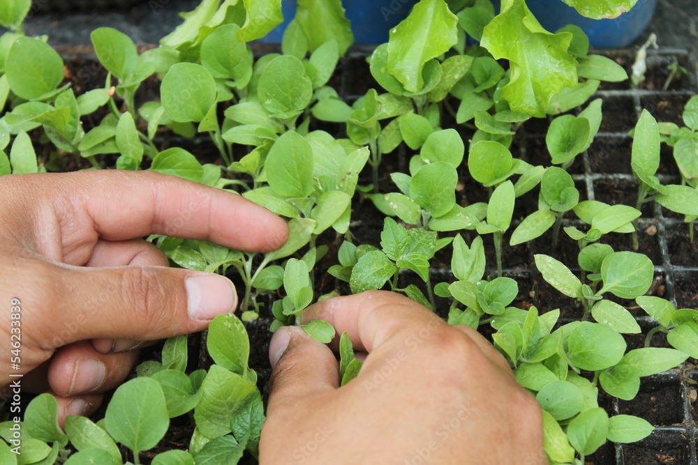 Persona cultivando plantines con su mano en un vivero o granja Stock ...