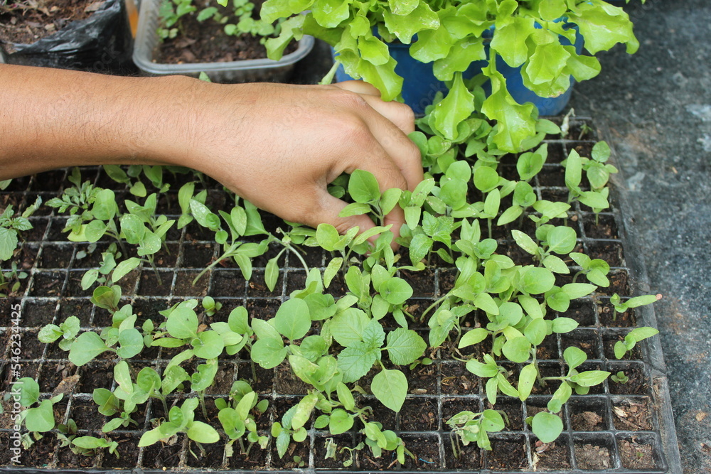 Persona cultivando plantines con su mano en un vivero o granja Stock ...
