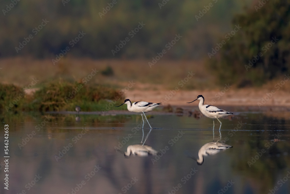 beauitful pictures of avocet in the pond areas The pied avocet is a ...