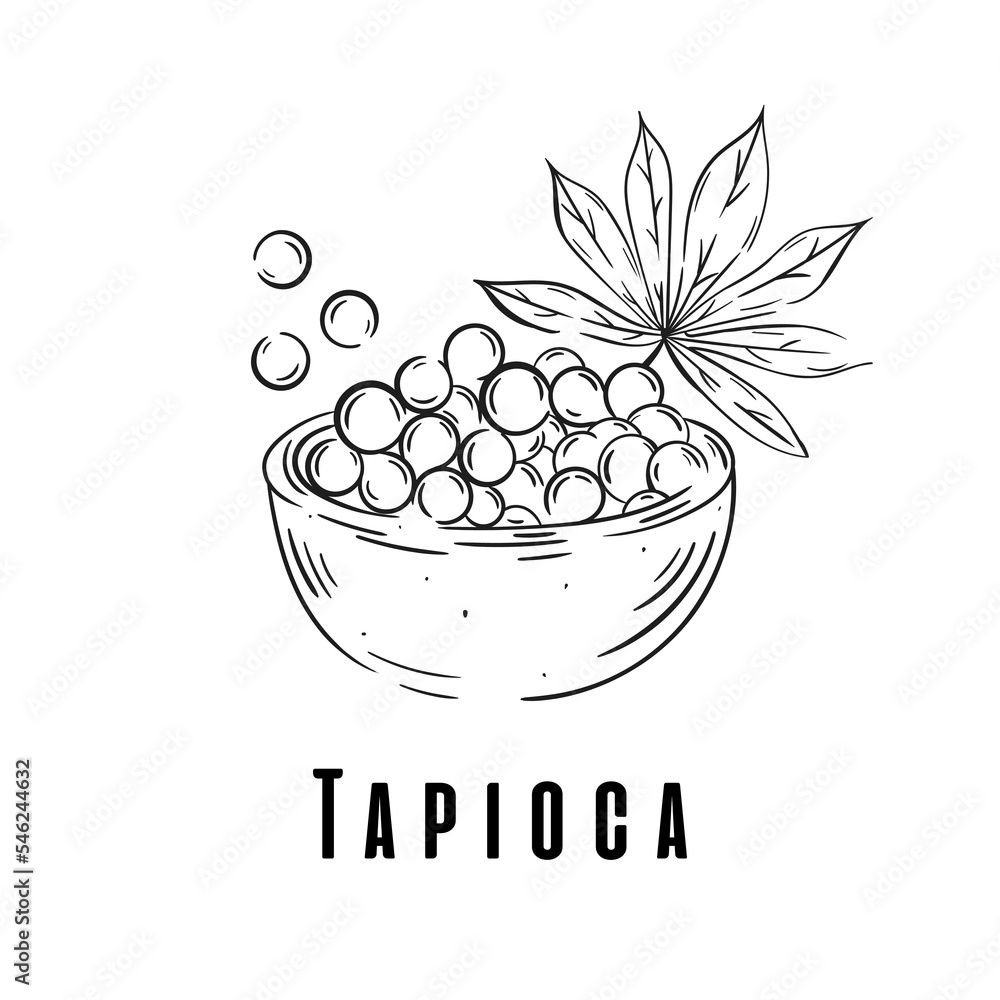 Tapioca hand drawn, vector illustration, with leaf on white background ...