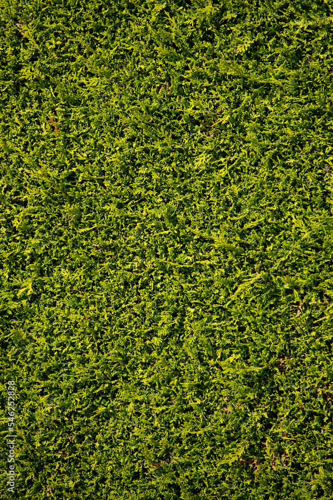 Cover page with green and dense vegetation bush or decorative shrub ...