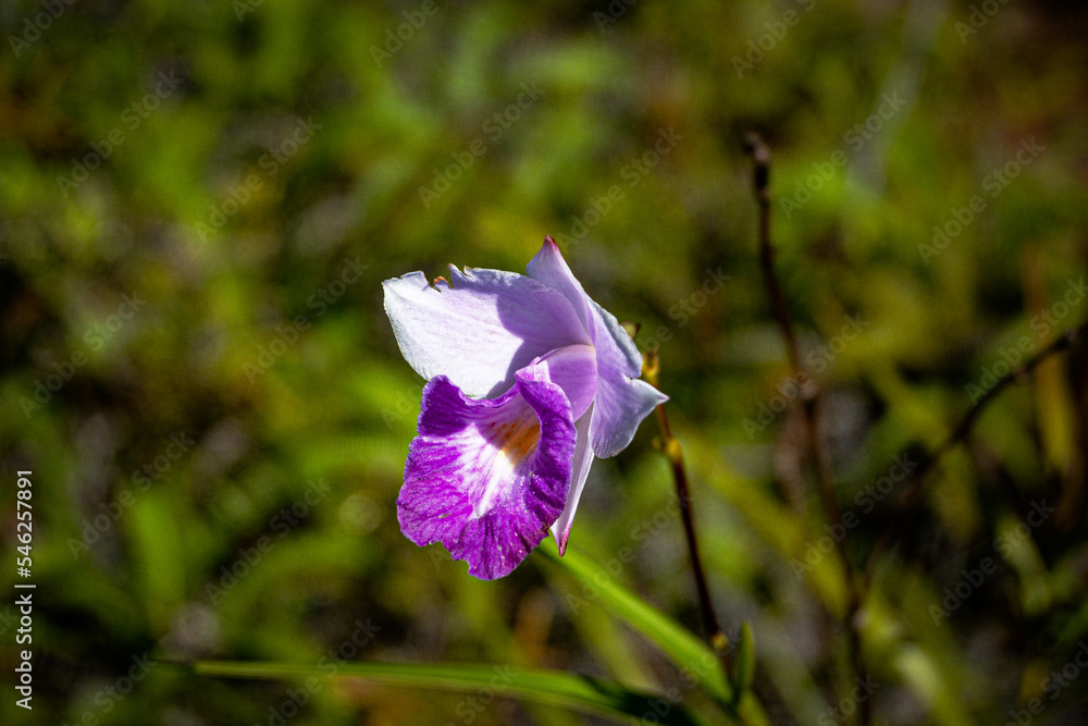 Gmelina palawensis. Native plant in Palau. The figure of white and ...