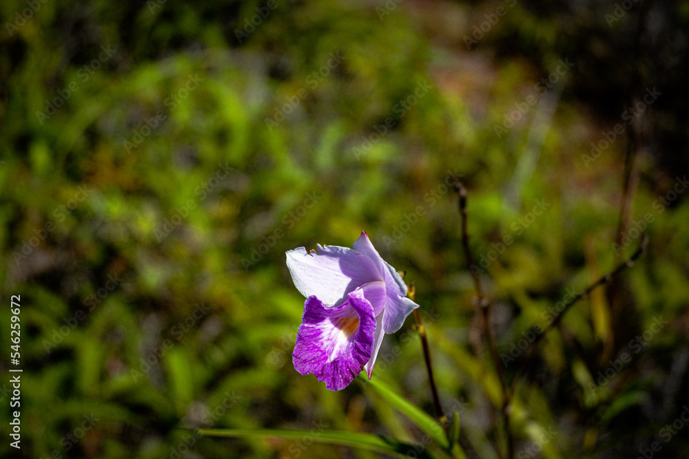 Gmelina palawensis. Native plant in Palau. The figure of white and ...