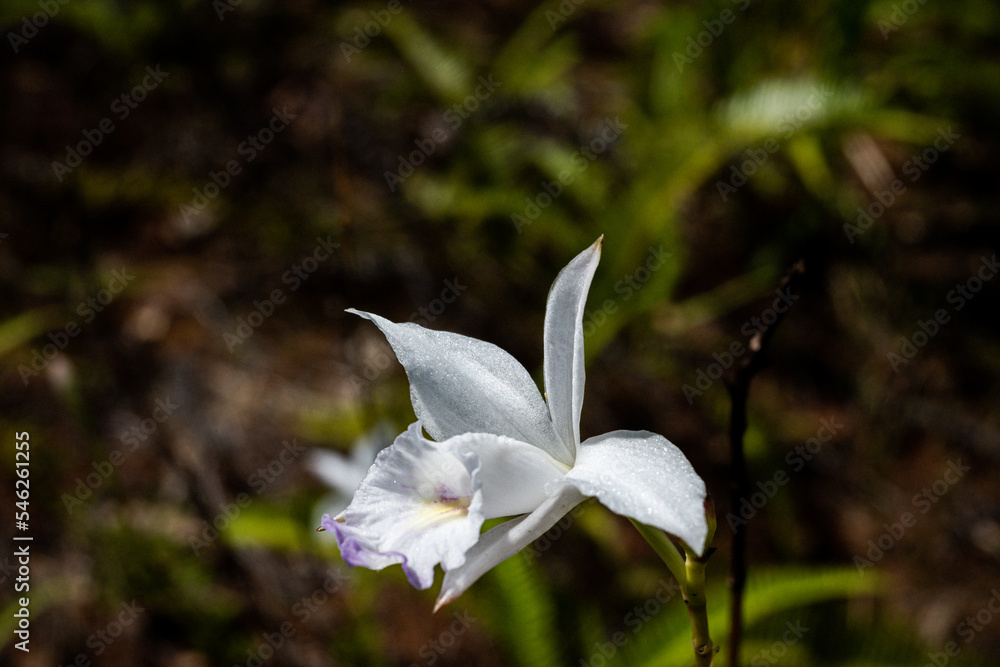 Gmelina palawensis. Native plant in Palau. The figure of white and ...