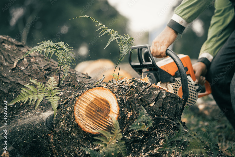 Lumberjack cut down tree with a chainsaw and chipped into wood pile ...