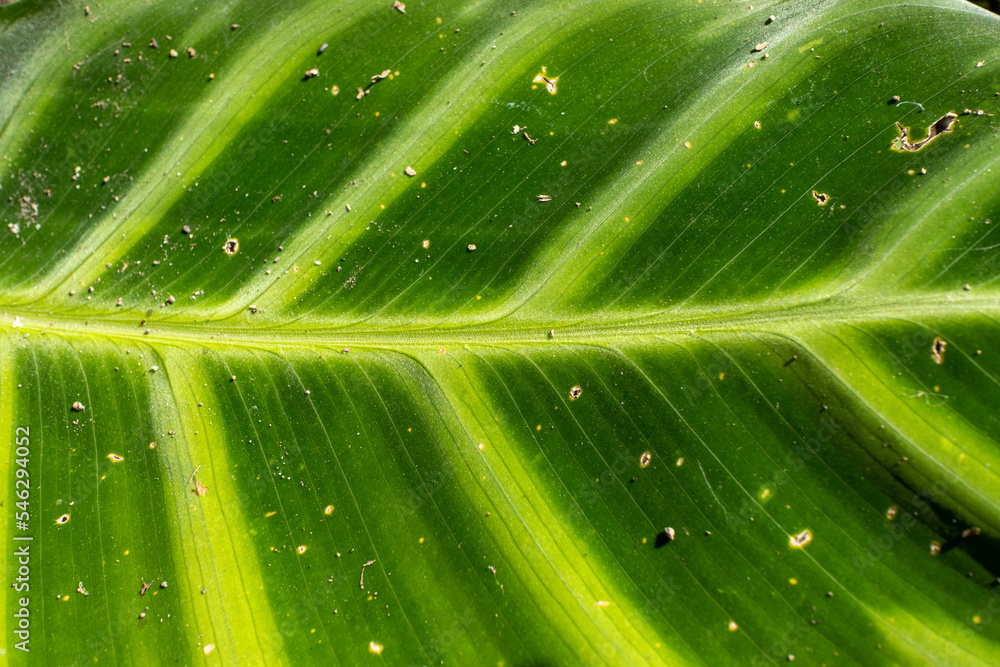 Zebra plant (Calathea zebrina) leaf close-up beautiful leaf detail with ...
