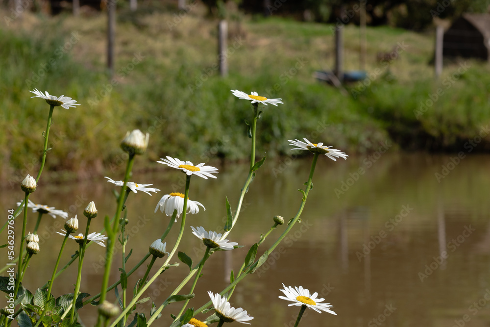 Beautiful oxeye daisies aka common marguerite and a fish pond in the ...