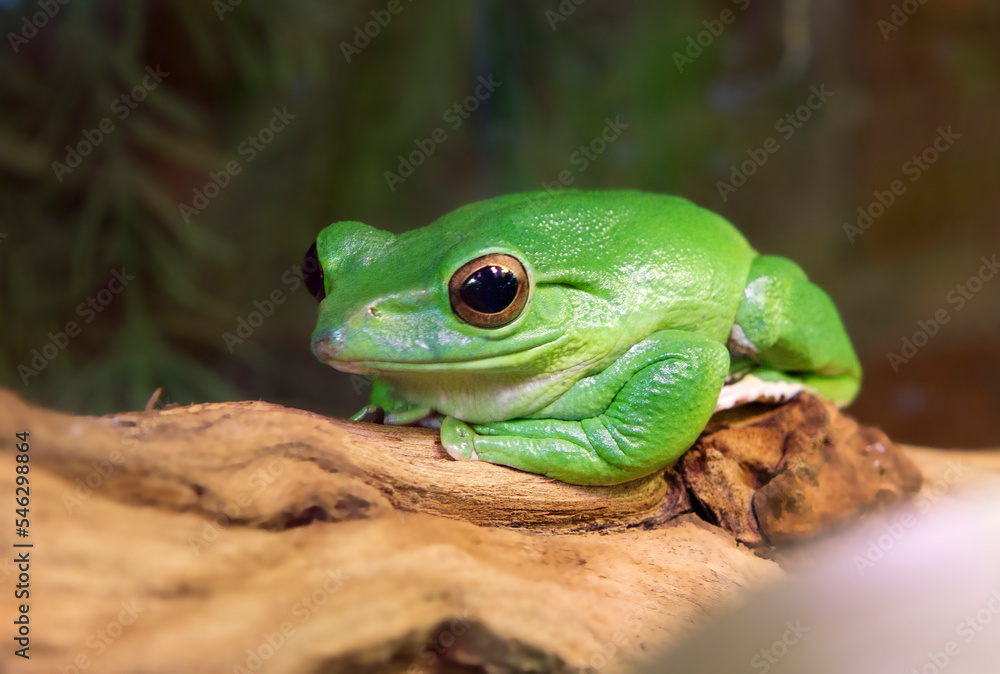 Green Tree Frog. One of the largest tree frogs, the size of which ...