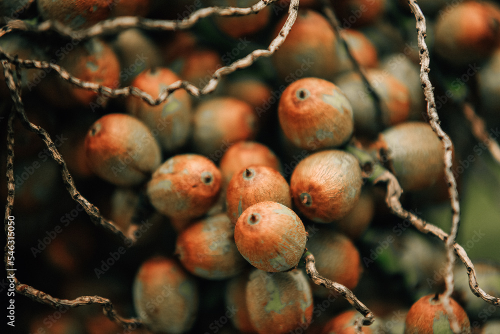 O licurizeiro (Syagrus coronata) é uma palmeira que pode chegar a 11 ...