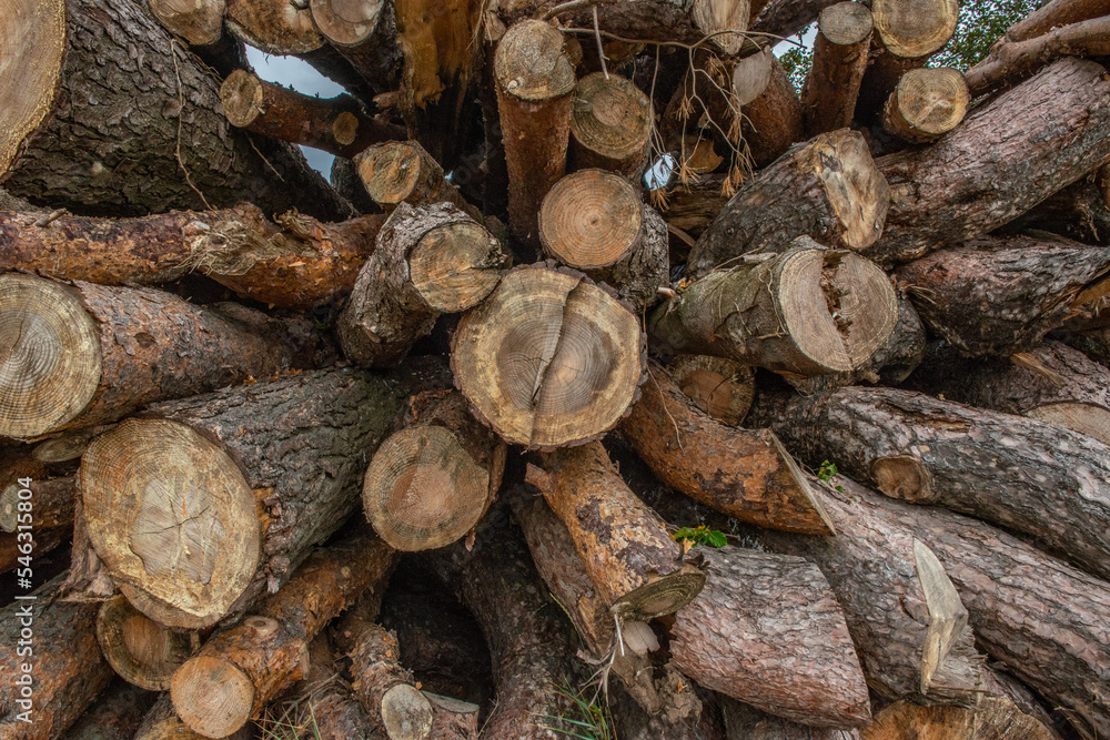 British Log Pile showing end grain and texture Stock Photo | Adobe Stock