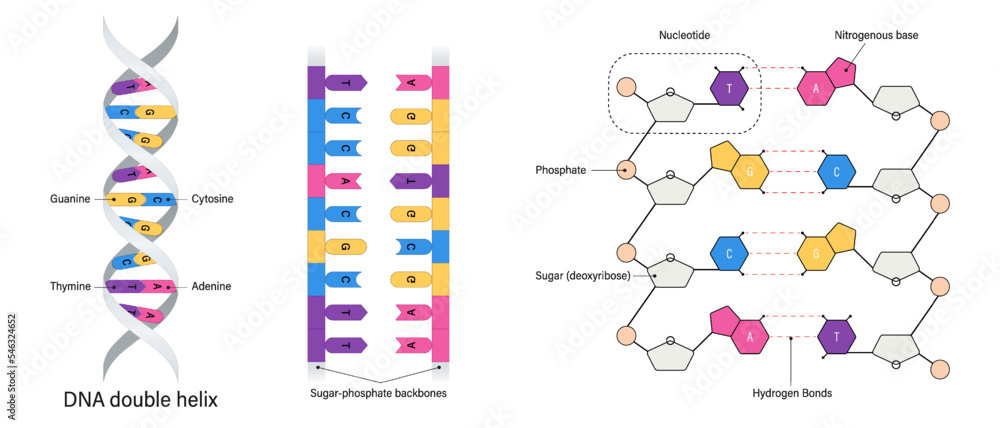 DNA structure. Nitrogenous base (Thymine, Adenine, Cytosine and Guanine), Sugar (deoxyribose ...