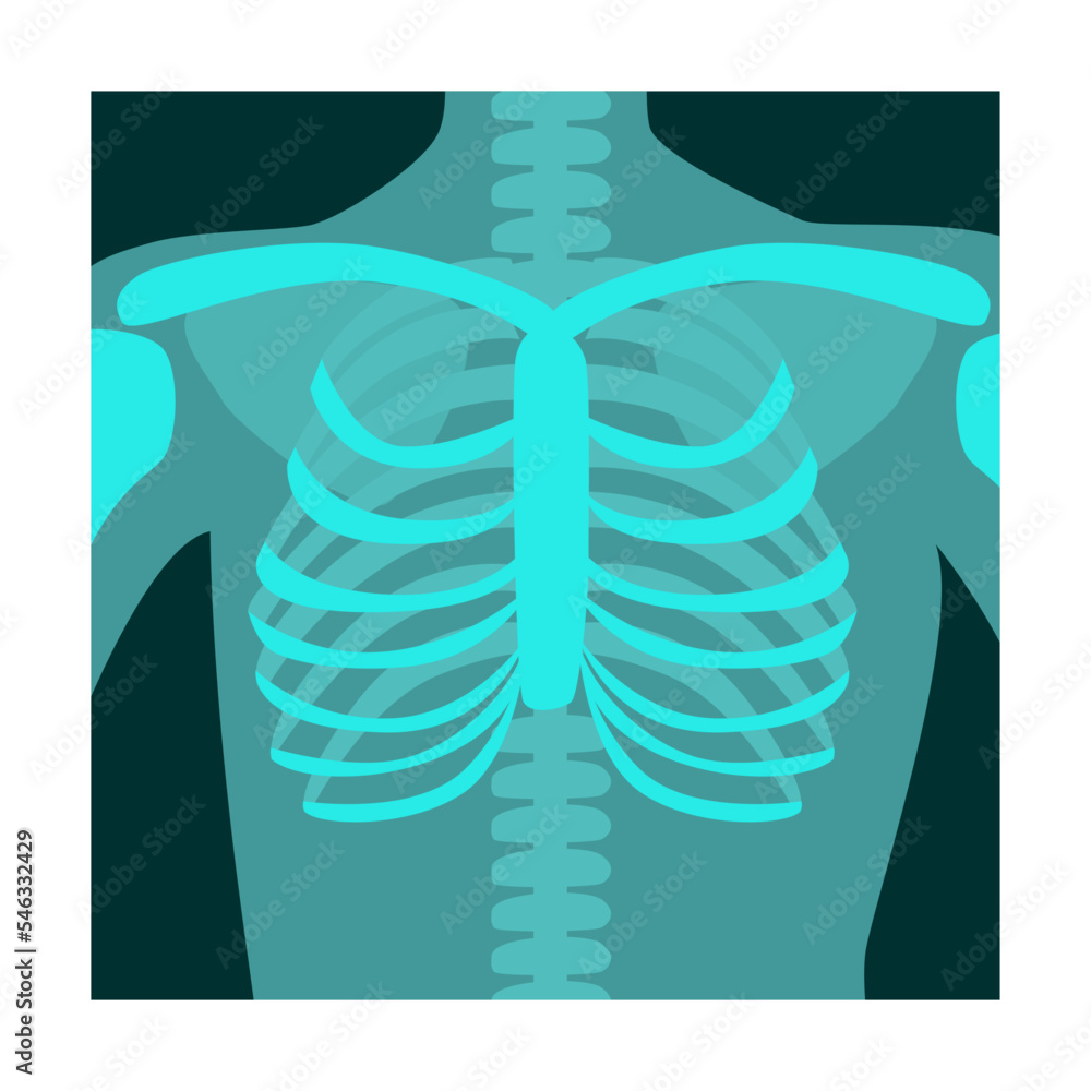 Ray of human chest front view vector illustration. Bones of skeleton ...