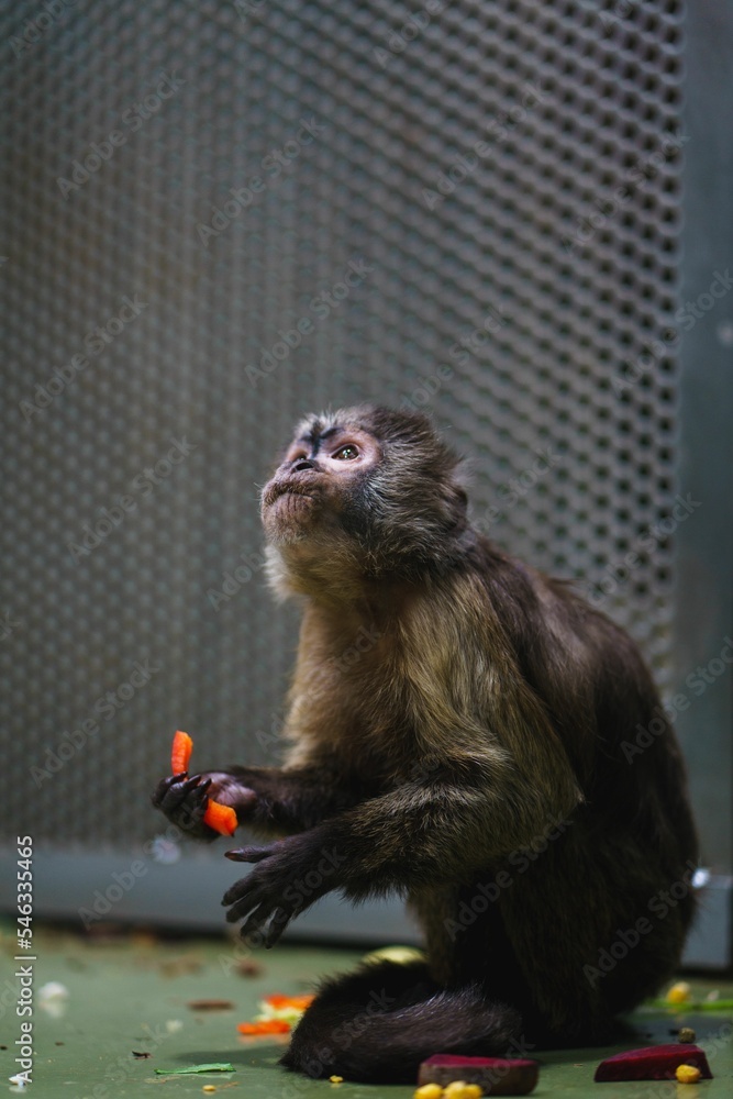 Vertical shot of a Wedge-capped capuchin (Cebus olivaceus) in a zoo ...