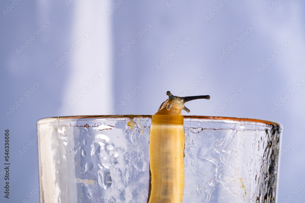 Foto de Snail without shell. A brown spotted slug with upper optical ...