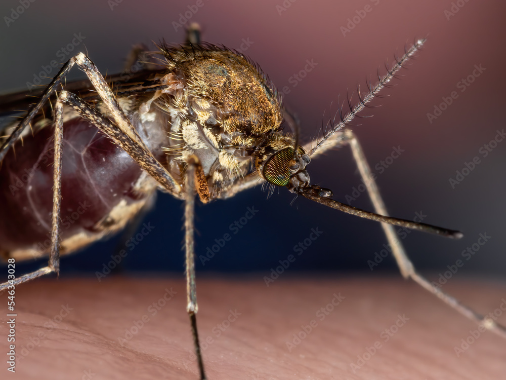 Dangerous Zika Infected Mosquito Skin Bite. Leishmaniasis, Encephalitis ...