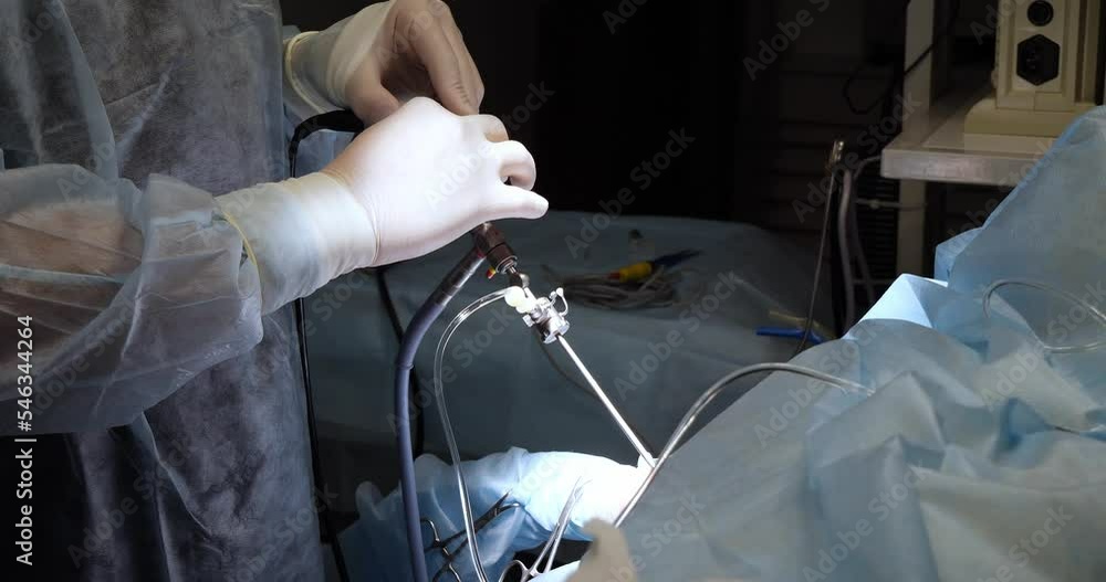 The surgeon performs arthroscopy on an animal under anesthesia. The ...