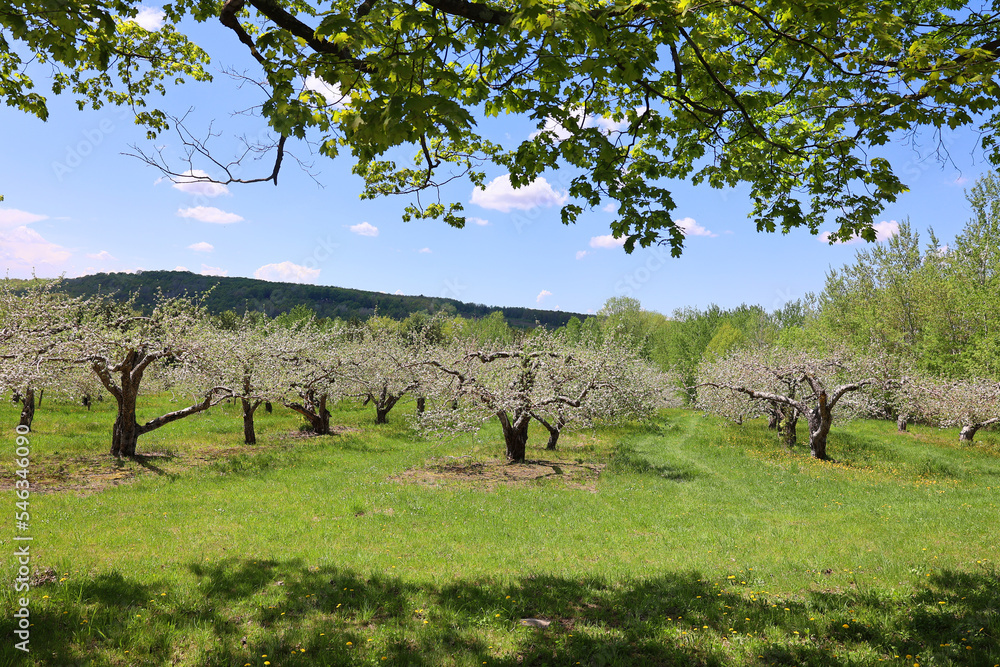 The apple tree blooming is a deciduous tree in the rose family best ...