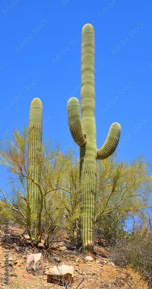 The saguaro is an arborescent (tree-like) cactus species in the ...