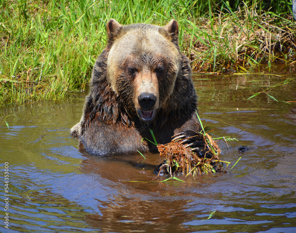 The grizzly bear also known as the silvertip bear, the grizzly, or the ...