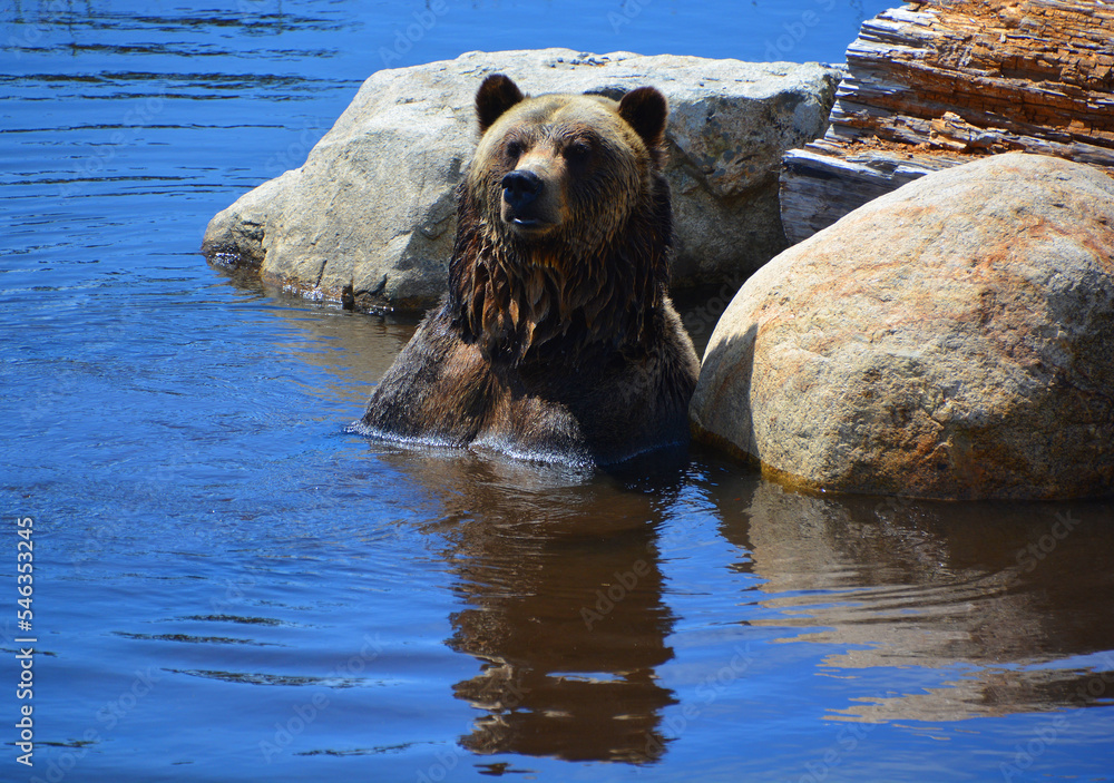 The grizzly bear also known as the silvertip bear, the grizzly, or the ...