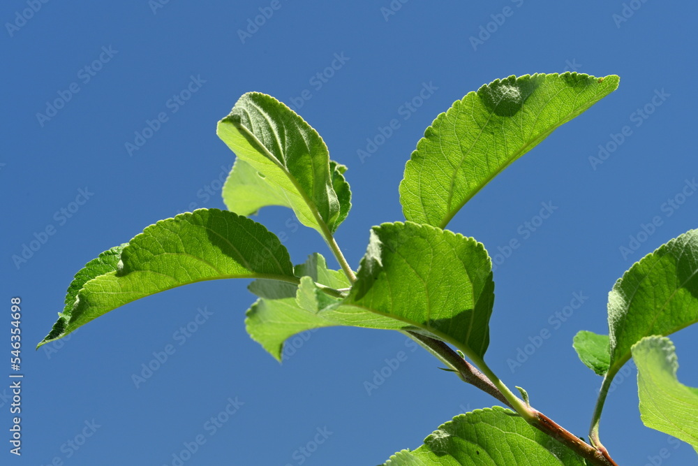 Leaves of a Golden Delicious Apple Tree in Spring of 2022 against a ...