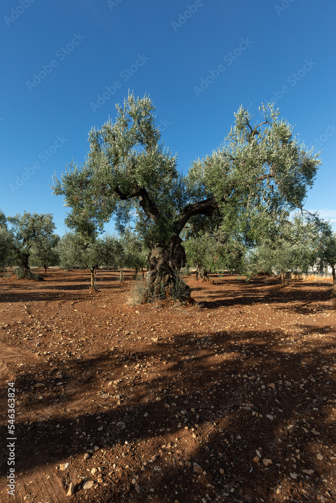 Alter Olivenbaum in Apulien, Süditalien Stock Photo | Adobe Stock