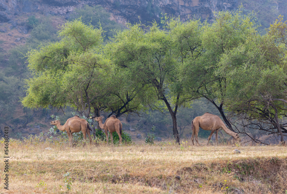 dhofar region, dhofar, camel food, camels, camel, wadi oman, oman ...