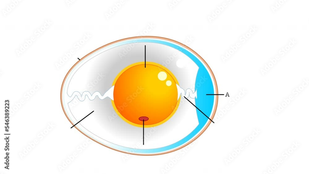 Egg anatomy animation. Bird, chicken egg diagram. Healthy protein ...