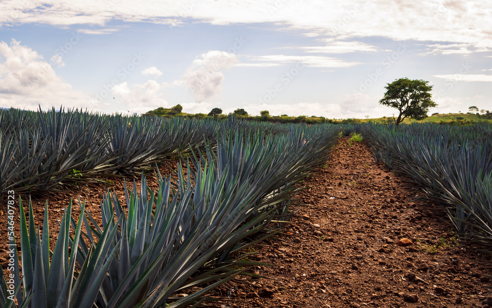 Rural landscape of agave plantation with a vanishing point in Tequila ...