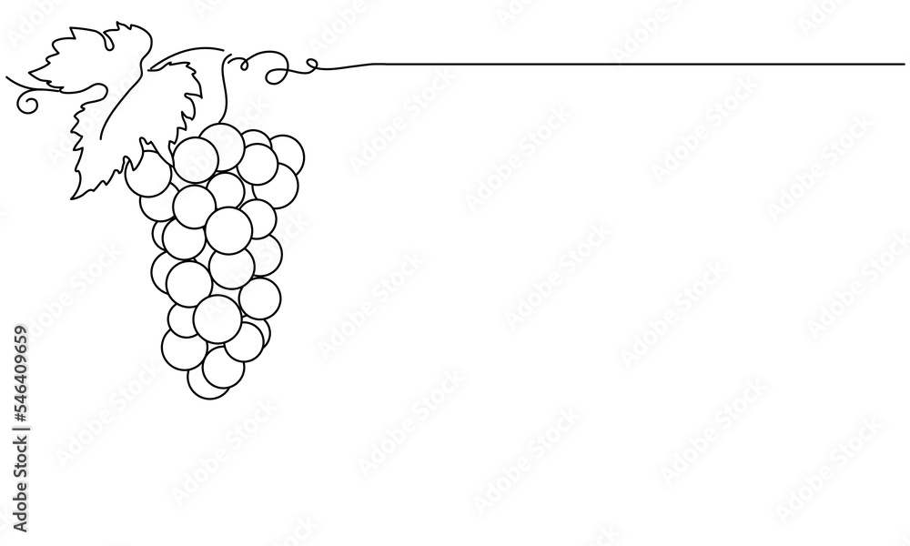 Bunches of grapes. Vine. Vector line drawing on white or transparent ...