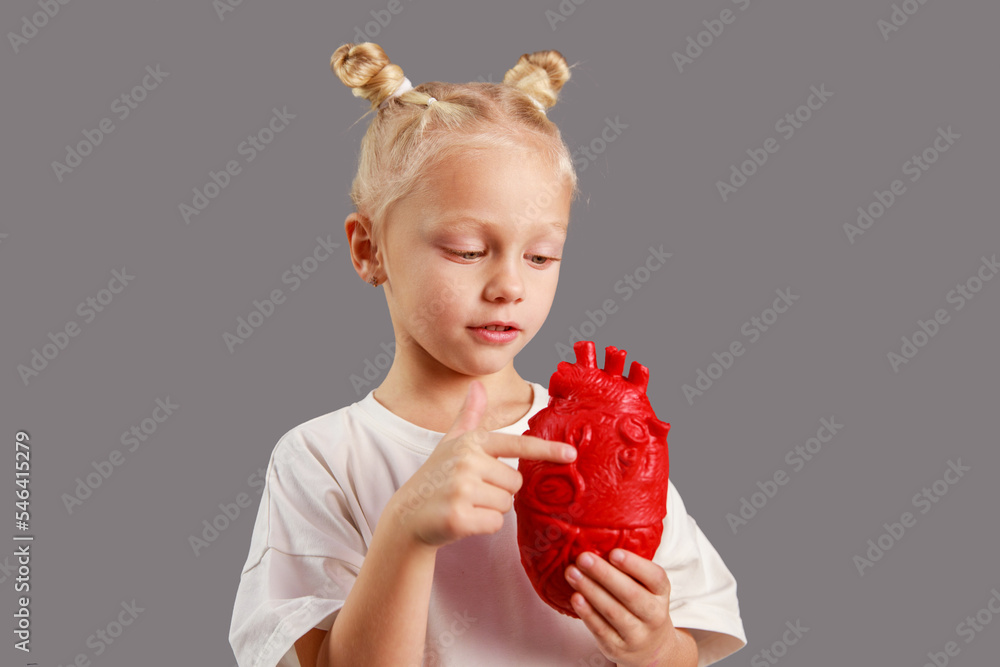 The girl is holding a model of a human heart, a toy, a model, the child ...
