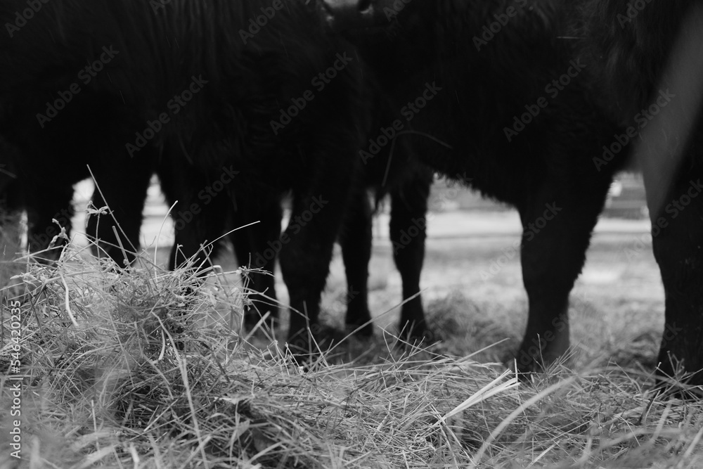 Foto de Hay on farm with blurred background of cattle legs for feeding ...