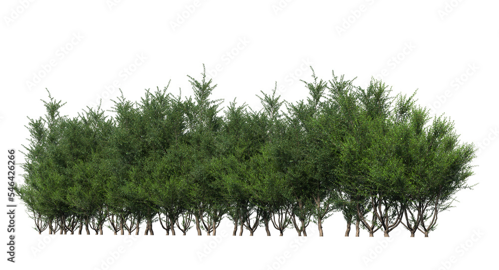Various types of tree plants bushes shrub and and small plants isolated ...