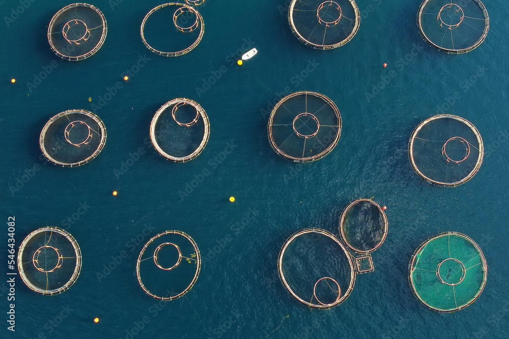 Aerial top drone view of fish farming in the clear waters of the sea ...
