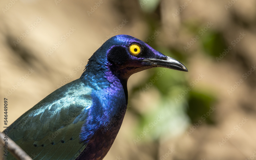 Pajaro Mirlo Purpura con plumas de colores azulados metalizados y ojos ...