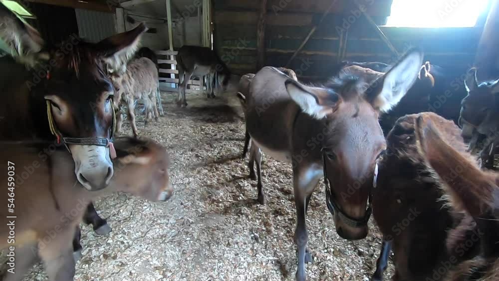 Many donkeys standing in livestock shed. Donkey muzzle close-up. Cattle ...