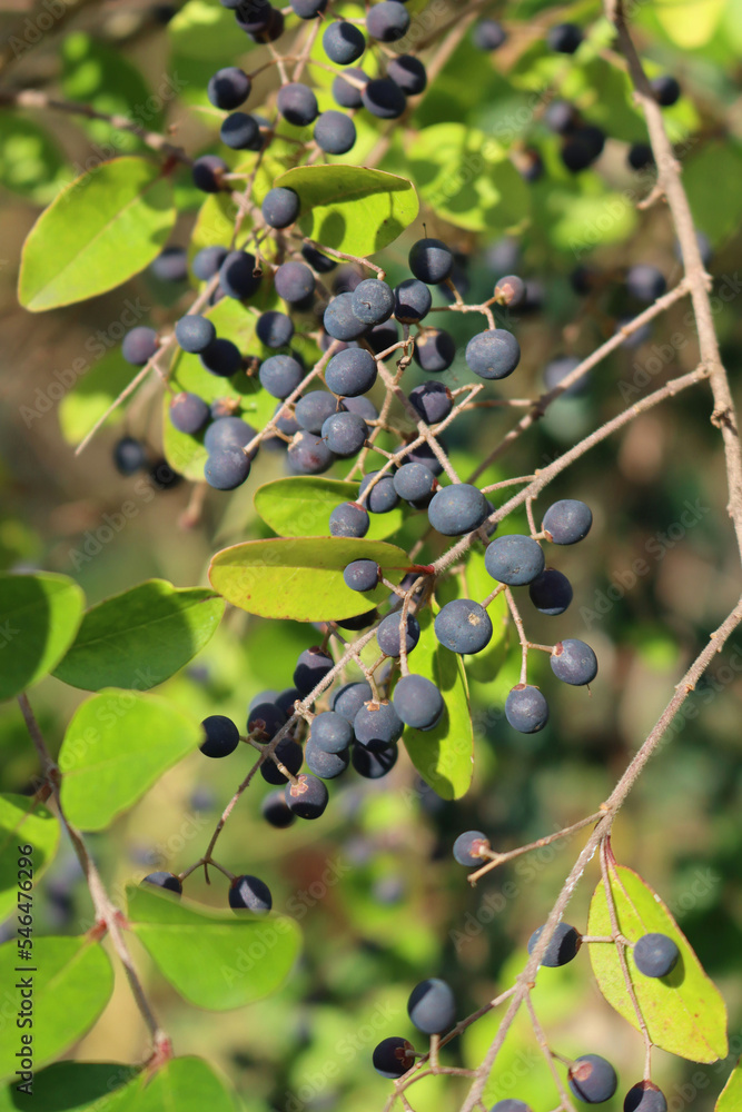 Many blue berries on branches of common privet hedge. Ligustrum vulgare ...