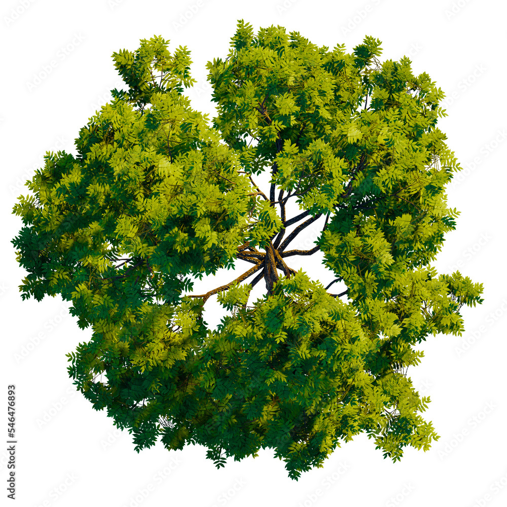 Orthography Top View Tree Architectural Plan Stock Illustration | Adobe ...