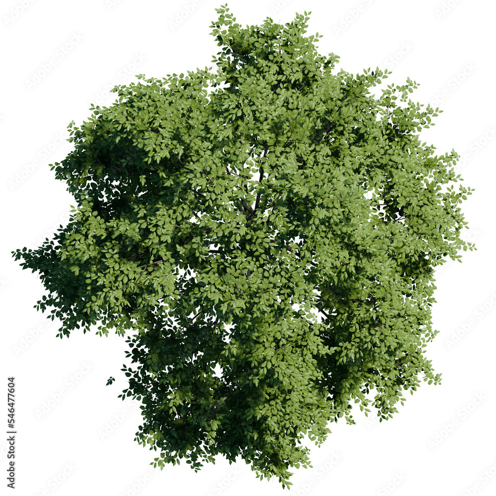 tree top view png high resuliton pack Stock Illustration | Adobe Stock