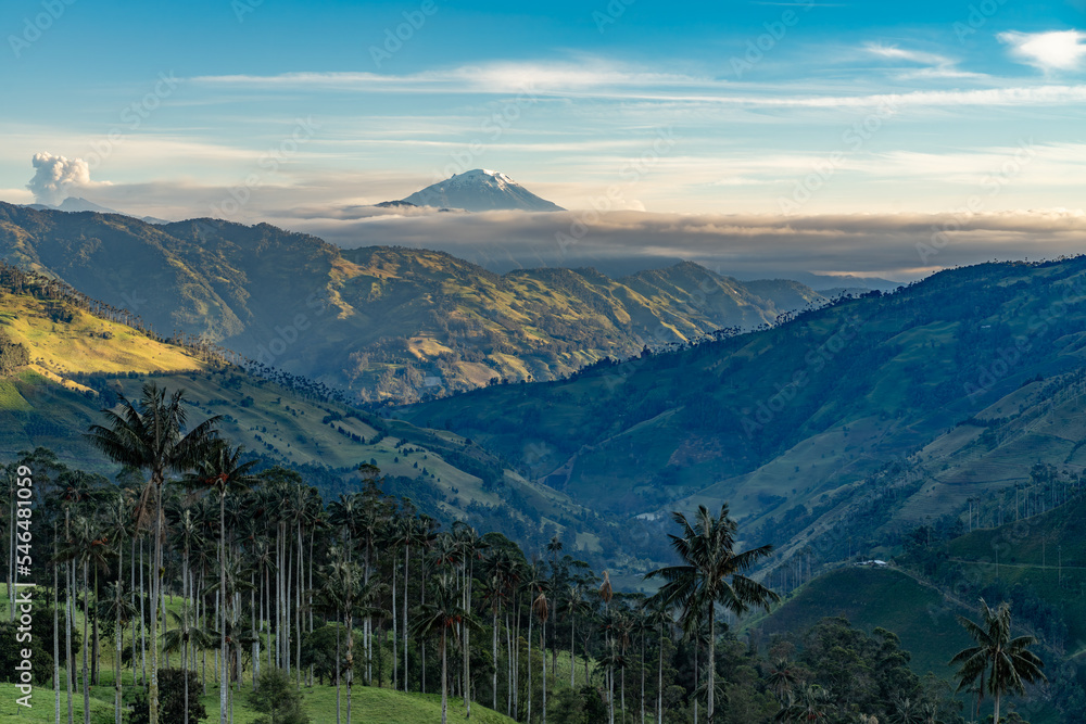 Wax palm trees, native to the humid montane forests of the Andes ...