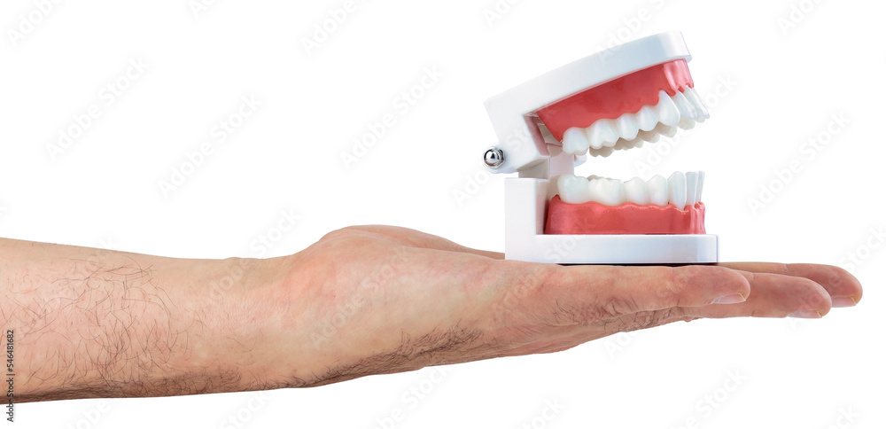 Gebiss Modell auf einer ausgestreckten Hand (Zahnarzt) Stock Photo | Adobe Stock