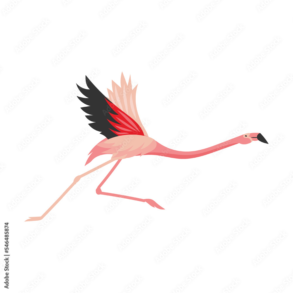 Flamingo bird accelerates and flaps its wings to start flight, cartoon ...