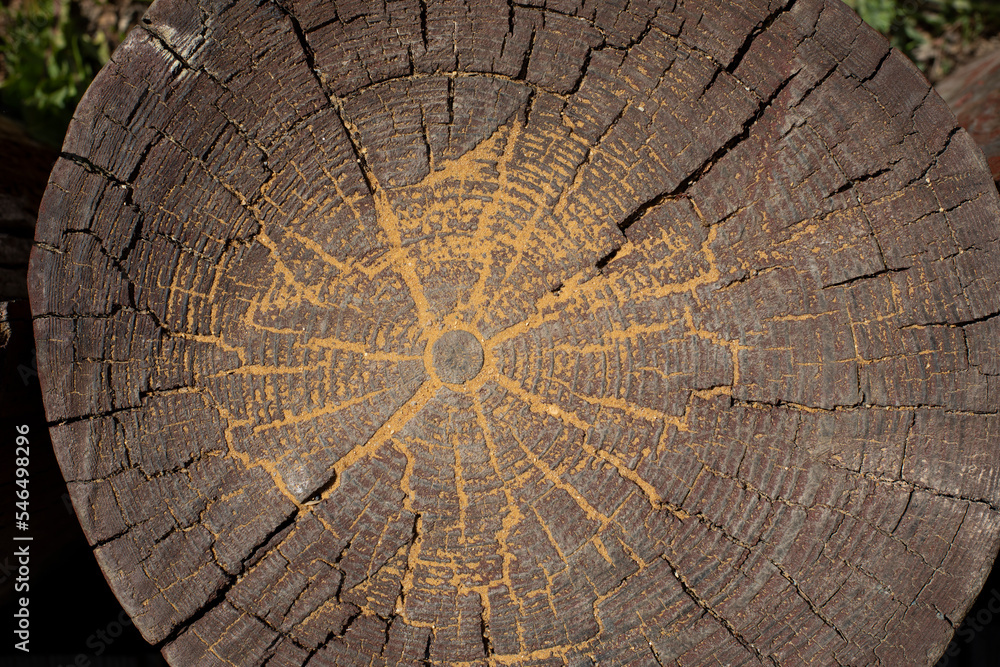 Round cut of an old deciduous tree, multiple rings and cracks on a ...