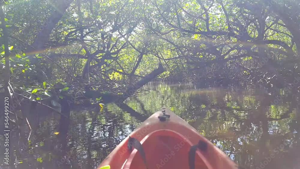 Front of orange kayak drifting through dense mangrove ecosystem with ...
