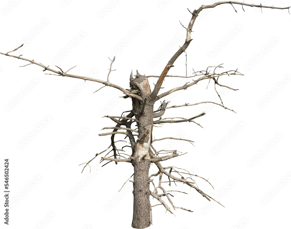 Isolated PNG cutout of a dead tree on a transparent background Stock ...