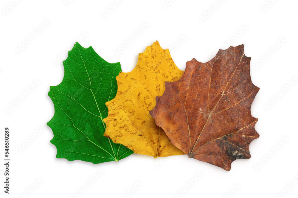 Closeup leaves in different color, ages of tree leaves. Top view ...