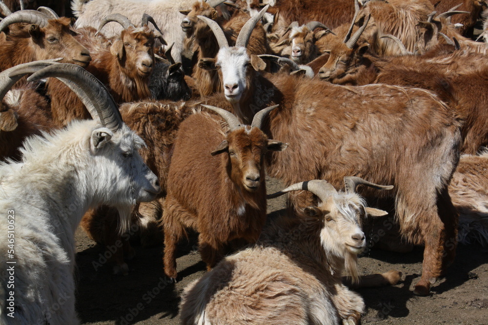 Fotka „Herd of cashmere goats in the peaceful meadow of Tuv region ...