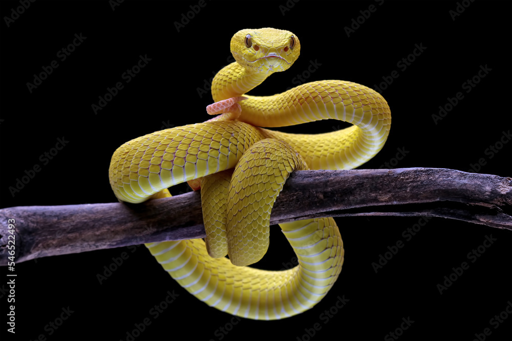 Yellow Viper Snake